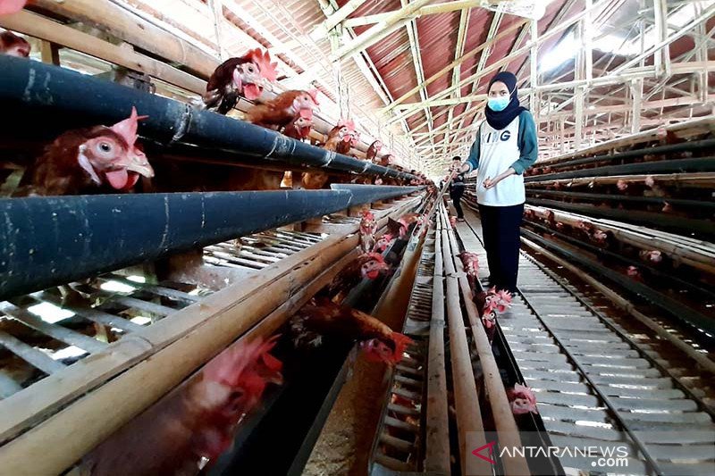 Cegah Kontak Langsung dengan Unggas Sakit